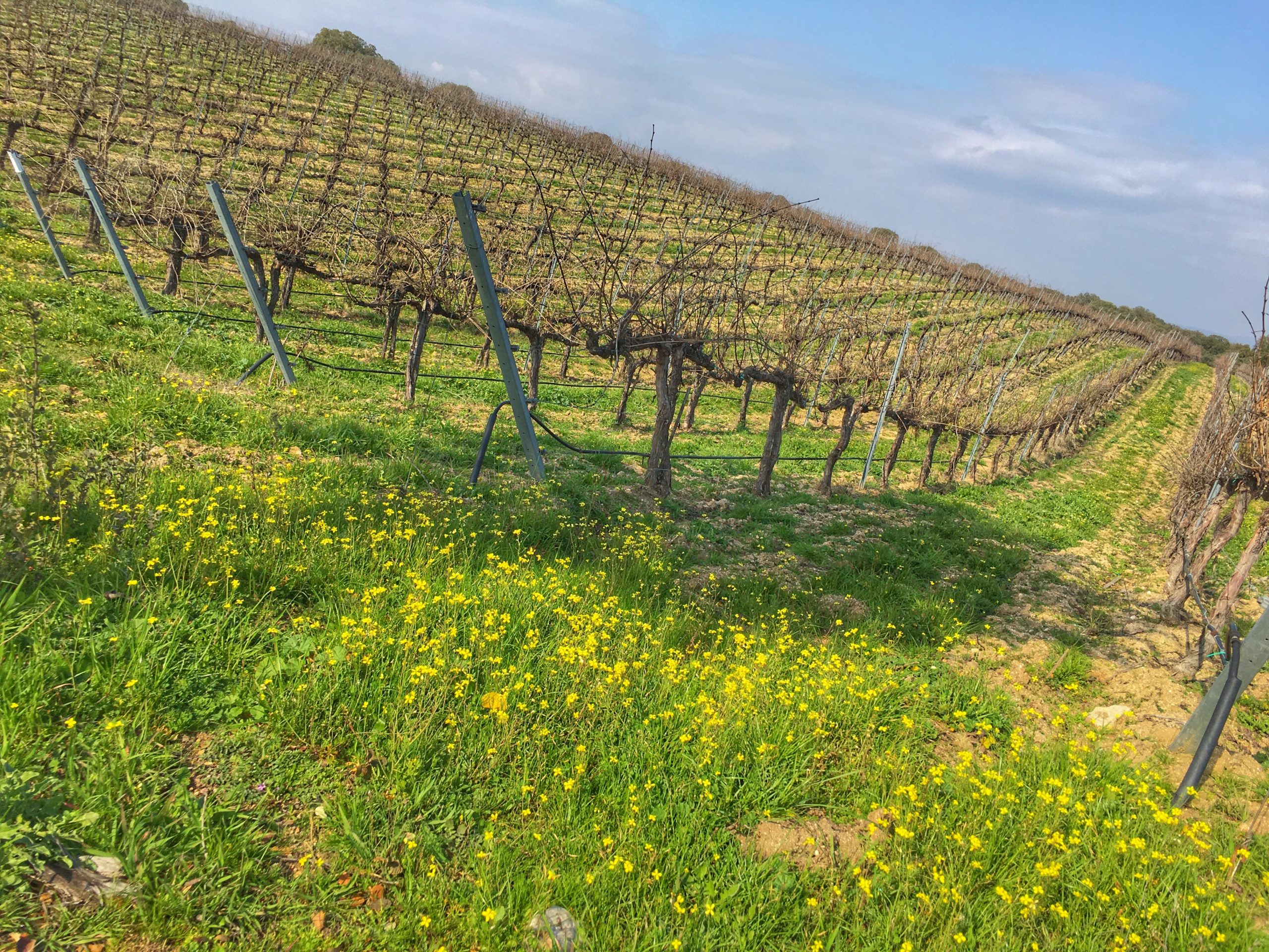 Bodega Arrayán, un viñedo rodeado de naturaleza - Vino Tendencias
